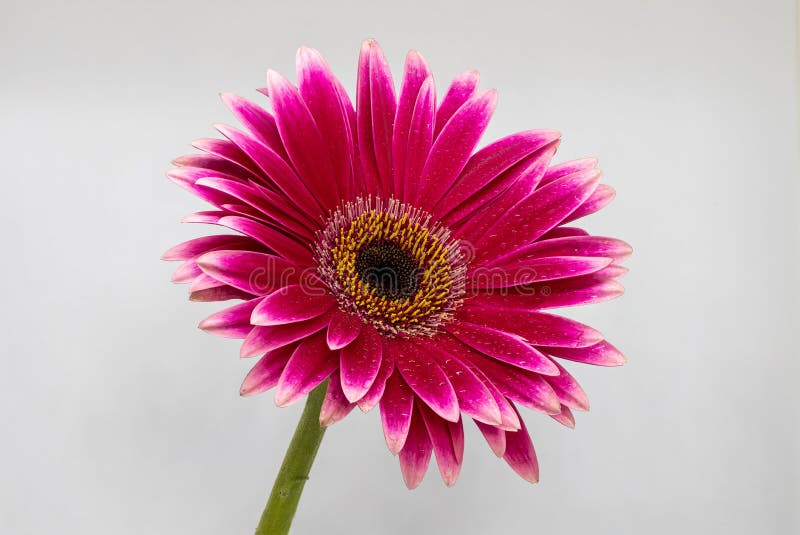 Focus Stacked Gerbera Germini Flower Isolated on a White Background ...