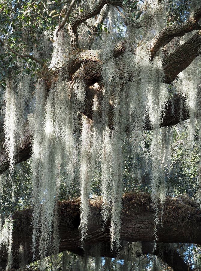 Spanish Moss Hangs on the Live Oak by the Trail Stock Image - Image of ...