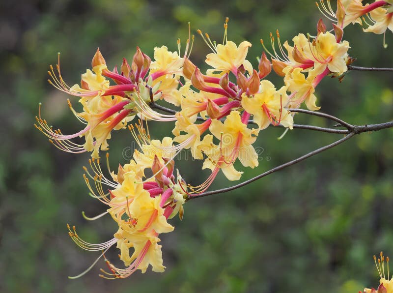Focus Stacked Image of Wild Yellow Azalea Stock Photo - Image of bloom ...