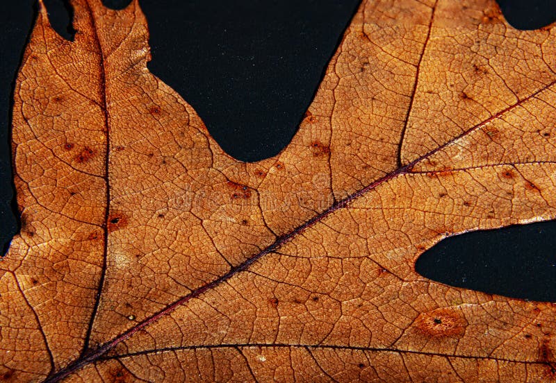 Oak tree leaf macro stock photo. Image of nature, tree - 265302118