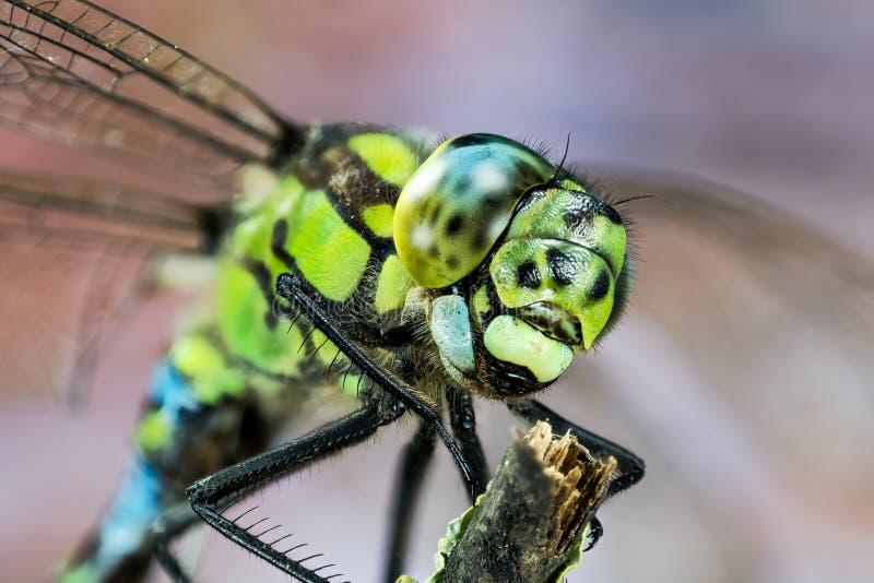 Common Hawker Dragonfly 2 stock image. Image of africa - 50937489