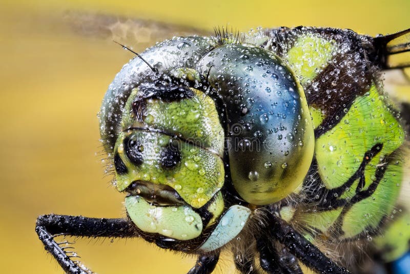 Common Hawker Dragonfly 2 stock image. Image of africa - 50937489