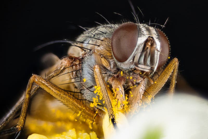 Focus Stacking - Fly, Flies Stock Photo - Image of macro, summer: 110166402