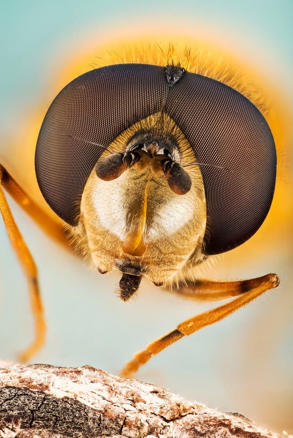 Hover Fly, Flower Flies, Syrphid Flies, Hoverflies, Diptera, Syrphidae ...