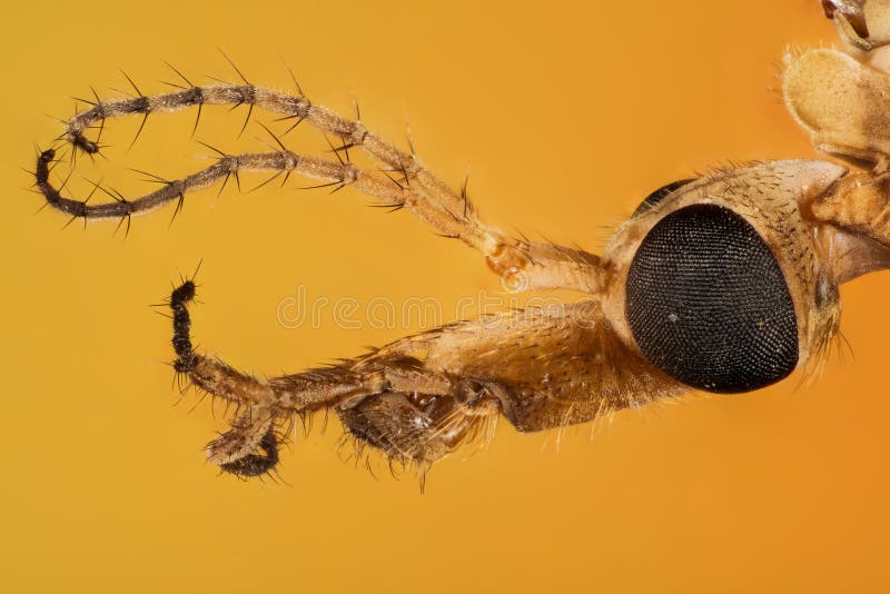 Large Crane-fly, Crane-fly, Tipula Maxima Stock Photo - Image of ...