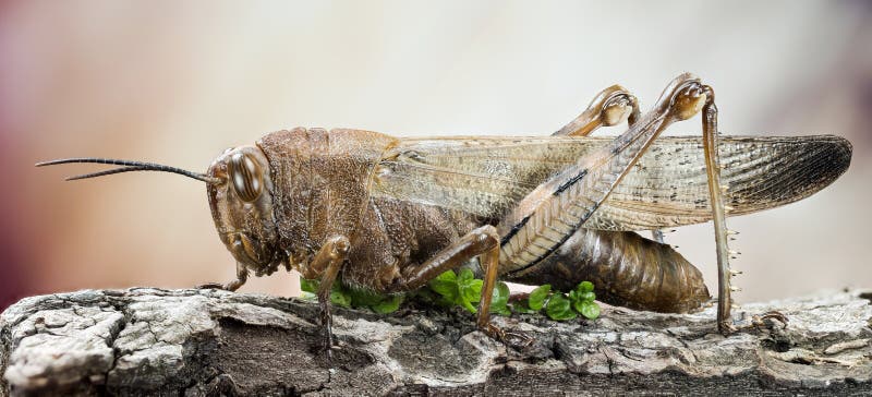 Migratory Locust, Locust, Locusta Migratoria Stock Photo - Image of ...