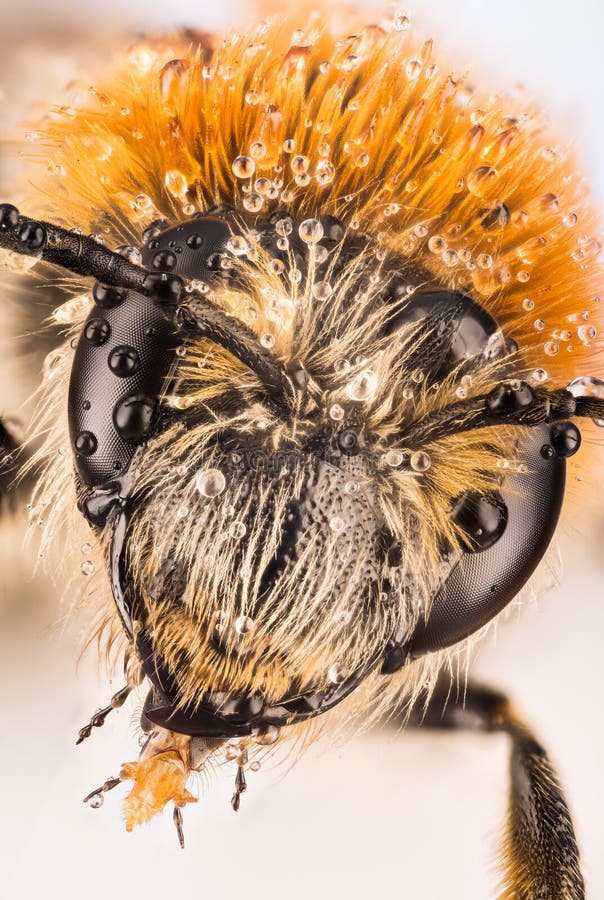 Mining Bee, Andrena stock photo. Image of hymenoptera - 116496714