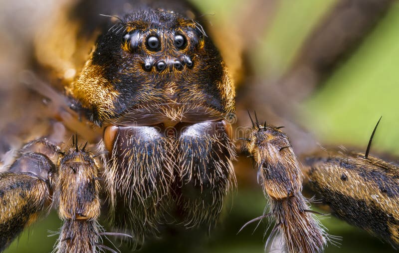 Focus Stacking Photo of a Spider that Sits and Looks at the Camera ...