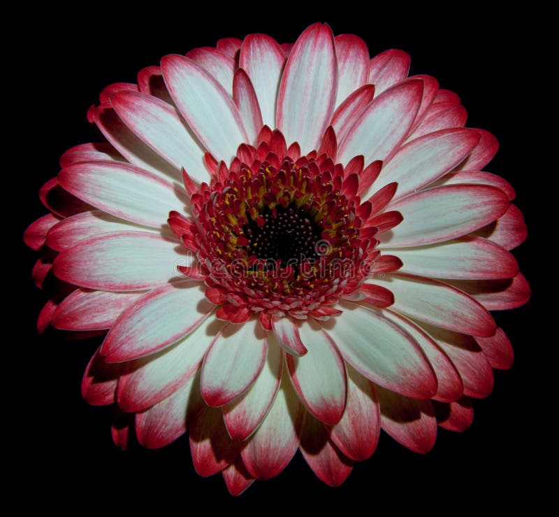 Focus Stacking of a Flower - Gerbera Jamesonii Stock Photo - Image of ...