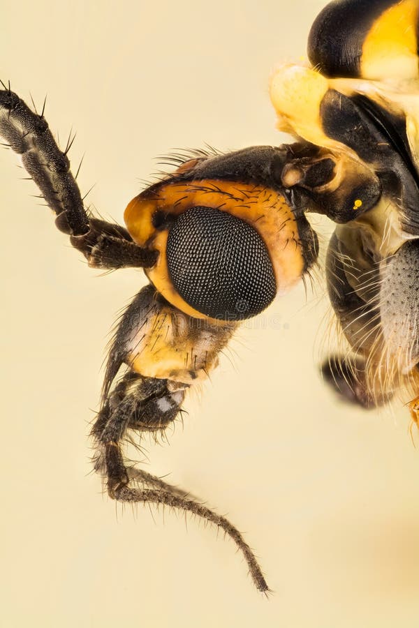 Crane Fly, Nephrotoma Crocata Stock Photo - Image of facet, dash: 46019670