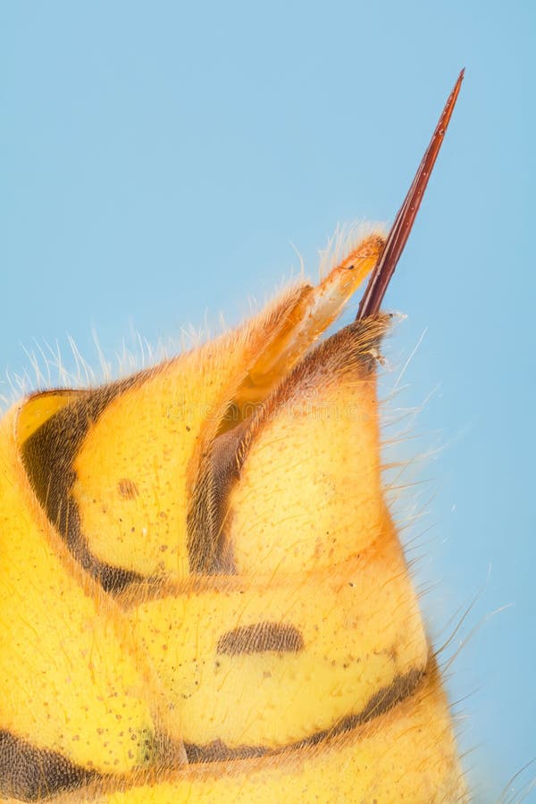 Sting Common Wasp Wasp Vespula Vulgaris Stock Image Image Of Detail Closeup 123416761