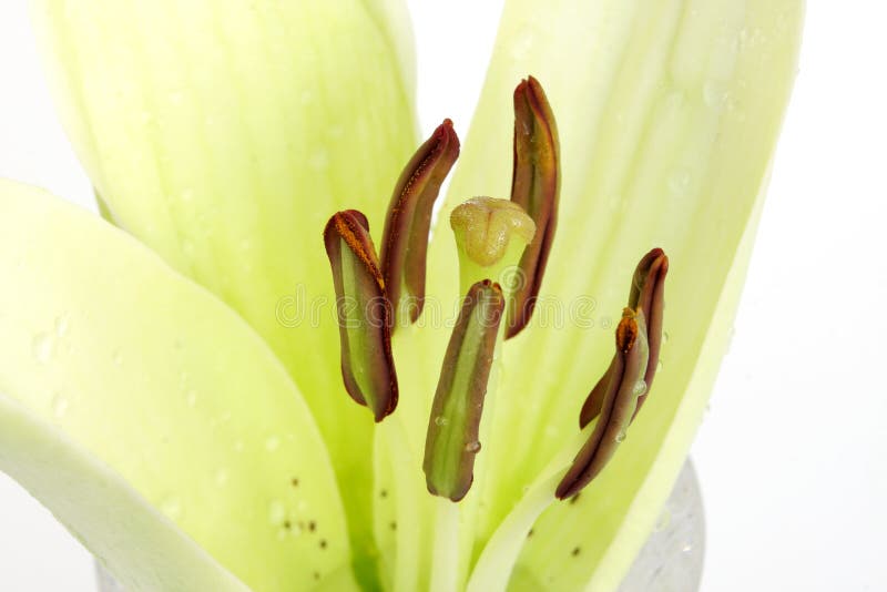 Focus on Stigma with Surrounded Stamen Pollen Sacs Stock Image - Image ...