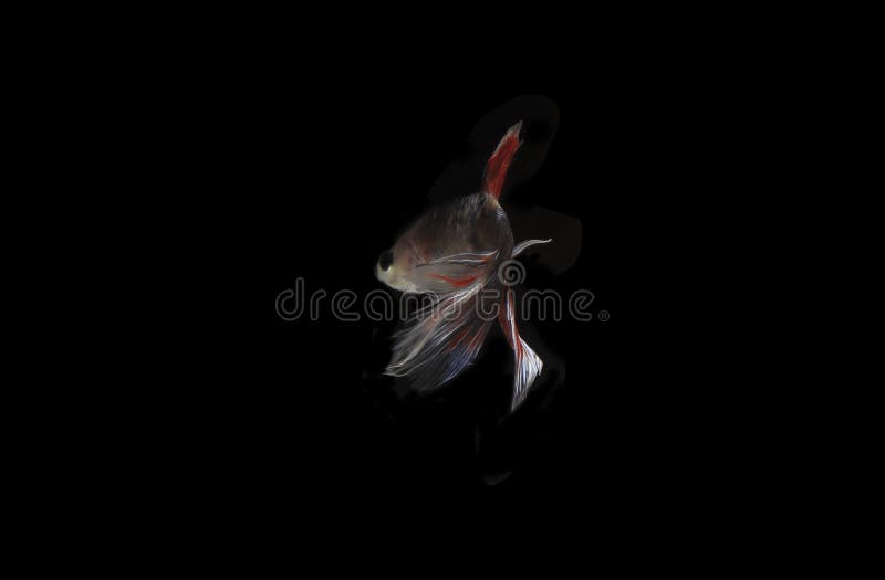 Focus To Damage or Broken Fin, Sick Betta Fish, at Black Background ...