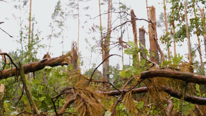 Broken Forest after Powerful Hurricane Stock Footage - Video of ...