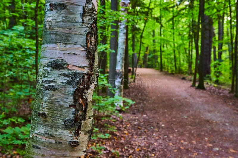Focus on Tree Bark with Soft Hiking Trail in Lush Forest Stock Photo ...