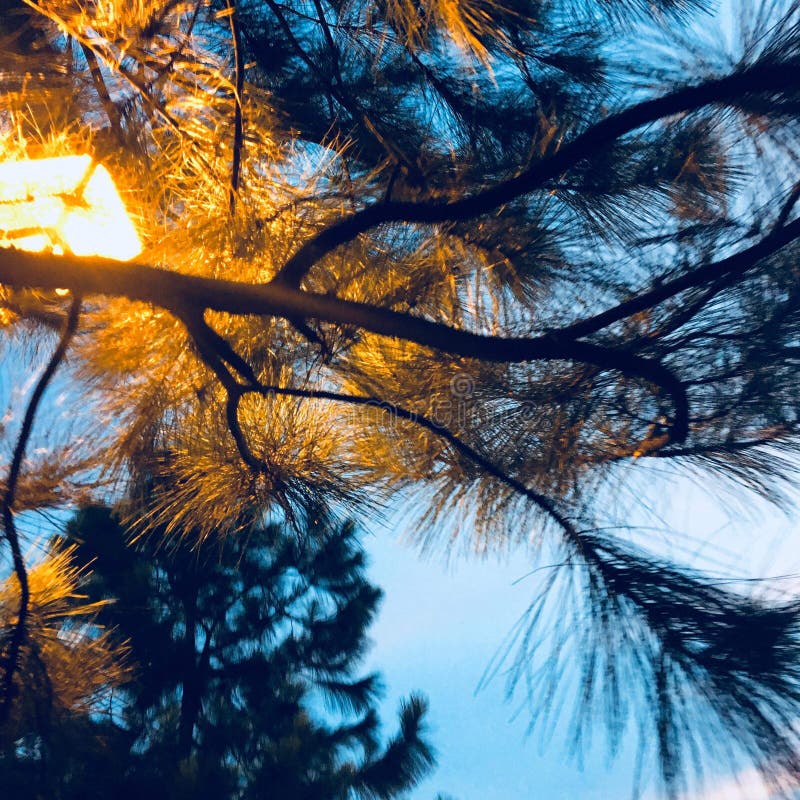 Focus stock photo. Image of yellow, light, tree, blue - 165651494