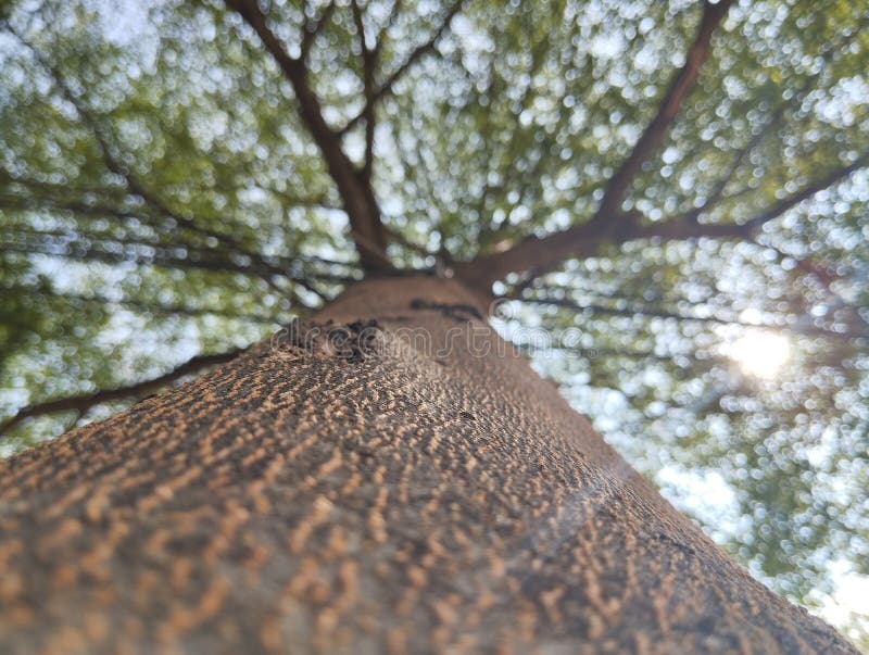 Less Focus on the Tree Branches in the Yard. Stock Image - Image of ...