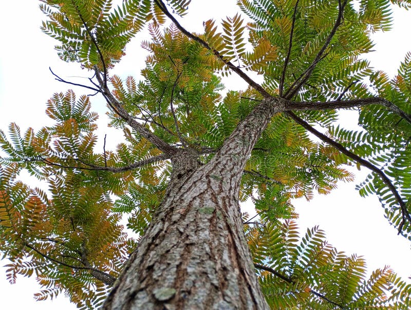 Focus on Tree Trunks with Attractive Leaves for the Background Stock ...