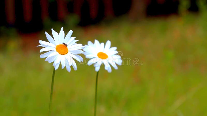Two Daisy Flowers in a Wild Nature with a Bee Stock Image - Image of ...