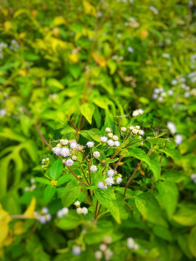 Focus on the Wild Leaves among the Blurred Greenery Background Stock ...