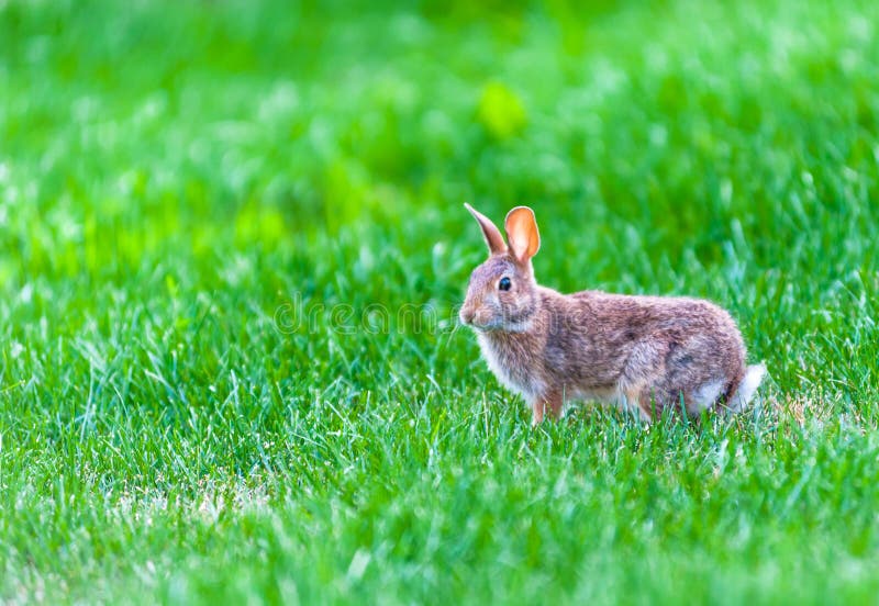 Focus on Wild Rabbit Walking in Green Grass. Stock Image - Image of ...
