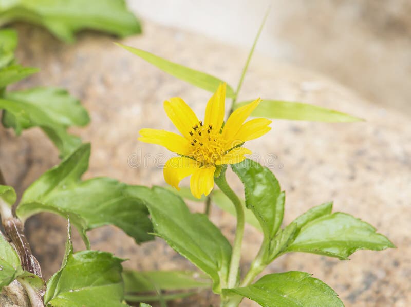Focus on the yellow flower stock image. Image of fresh - 160626757