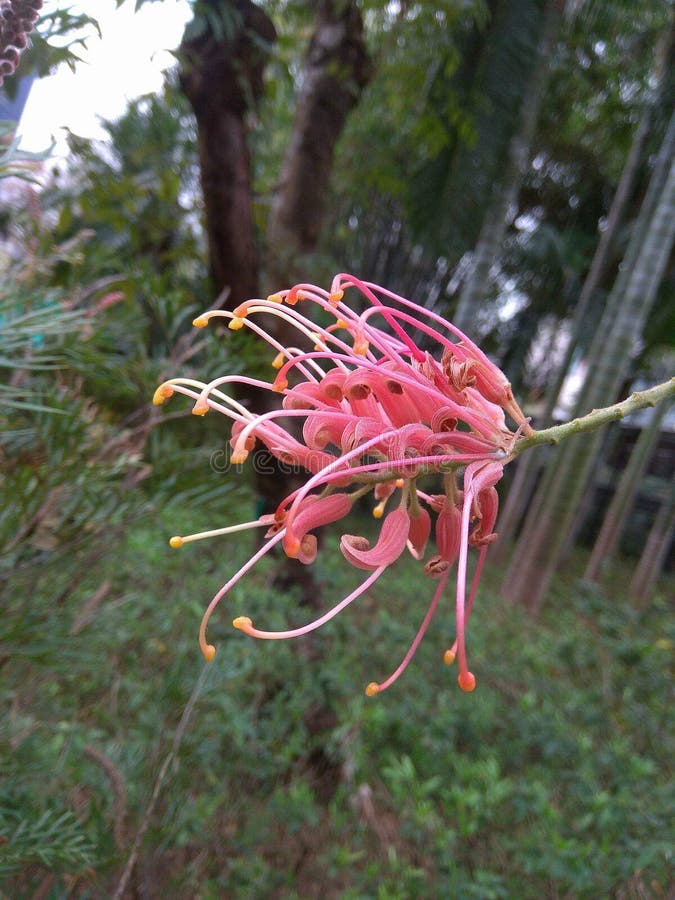 Flower stock photo. Image of true, focus, beauty, flower - 120990552