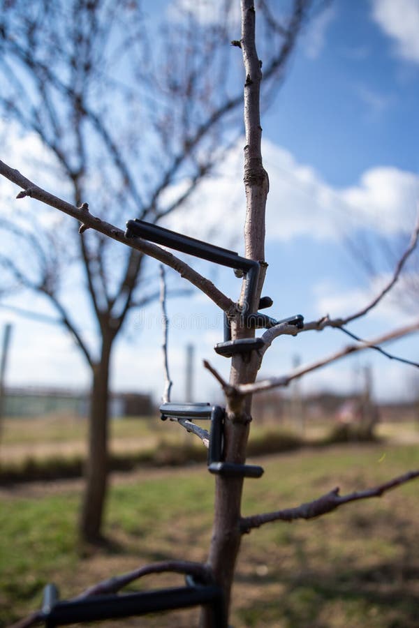 Supports Fruit Tree Branches Stock Photos - Free & Royalty-Free Stock ...