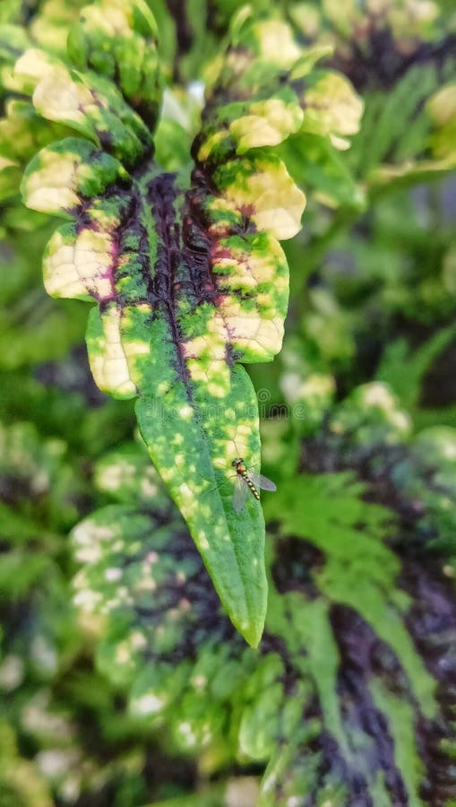 Focus Your Eyes on the Tiny Insects that Perch on these Beautiful ...