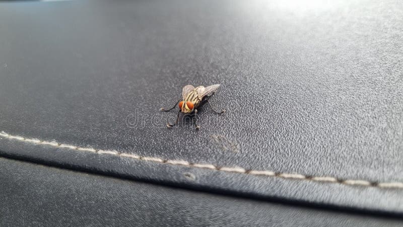 Focused on a big fly stock photo. Image of arthropod - 264939484