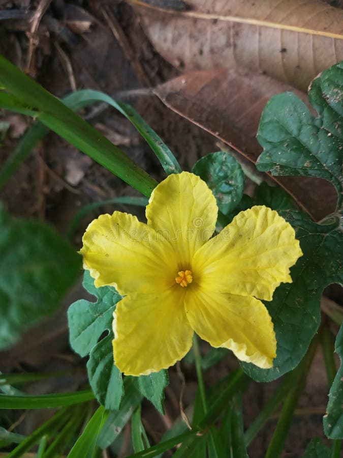 Focused Bitter Gourd Flower Green Surrounding Stock Photo - Image of ...