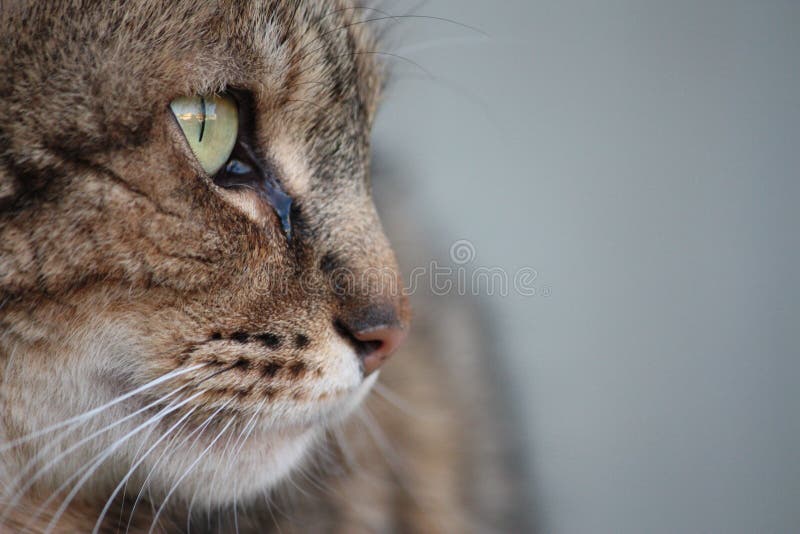 Focused Cat Picture. Image: 8744028