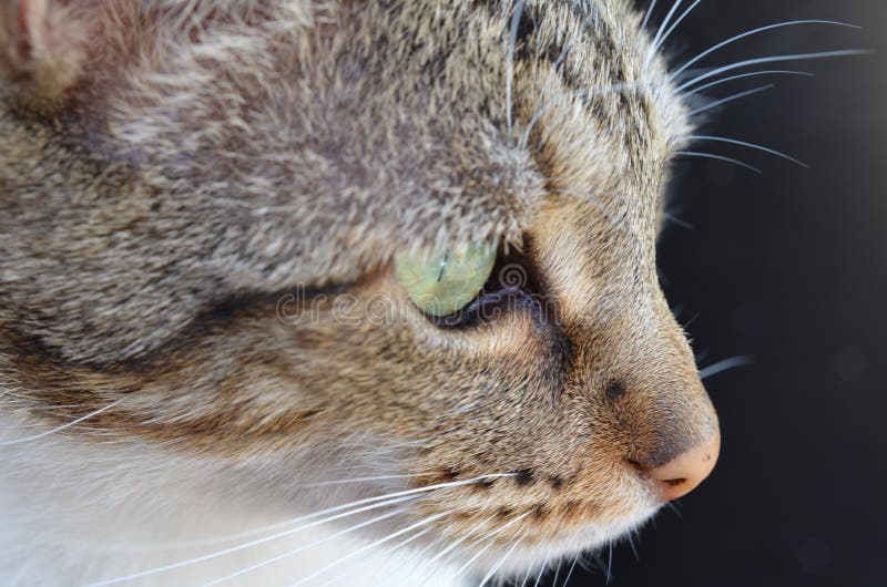 Focused cat stock photo. Image of focused, distracted - 57353072