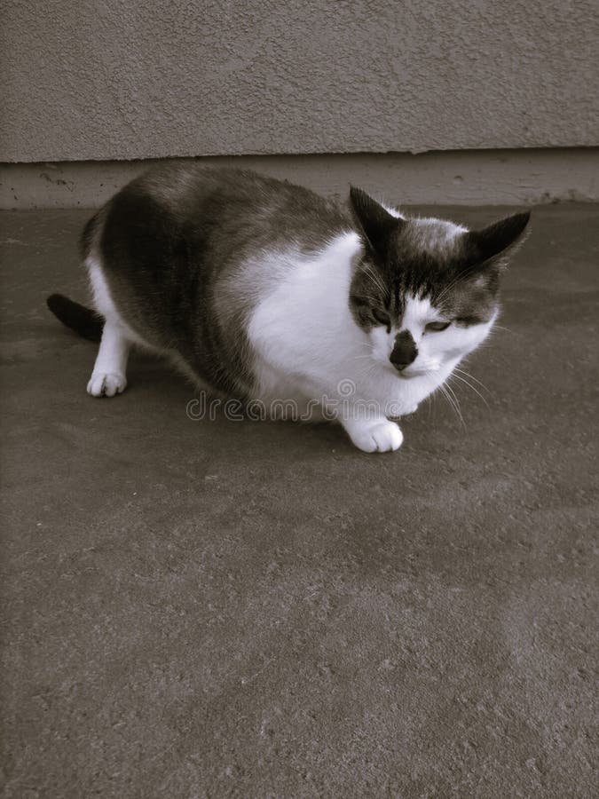 A focused cat stock image. Image of posing, sepia, snowshoe - 272321757