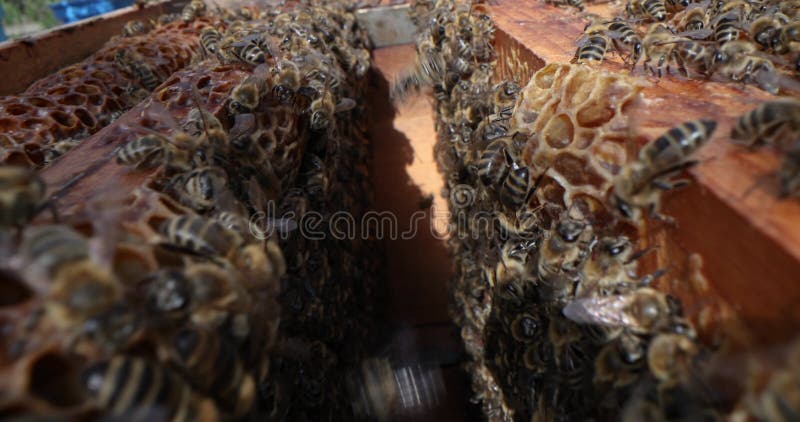 Focused Close-up of the Top of the Hive without a Lid, with Wandering ...