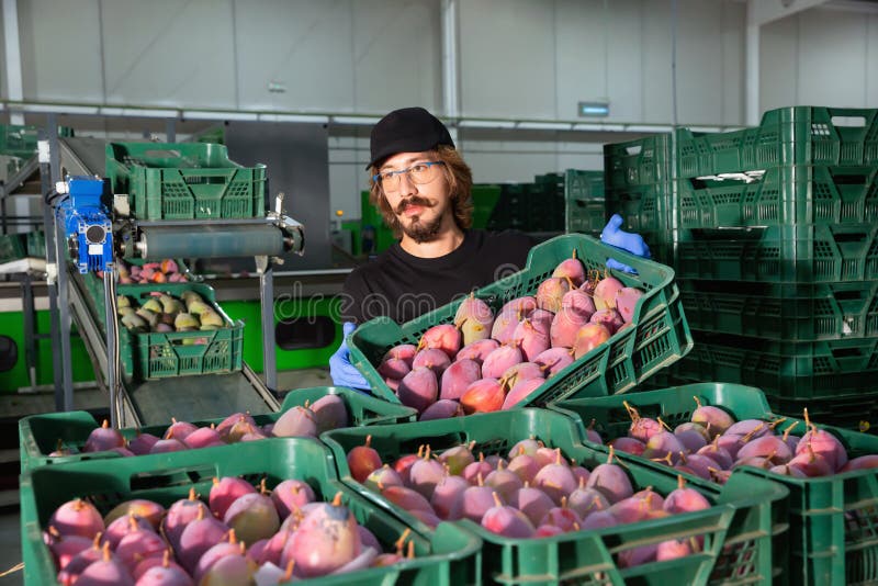 Focused Male Worker Working at Fruit Warehouse Carrying Box with Mangos ...