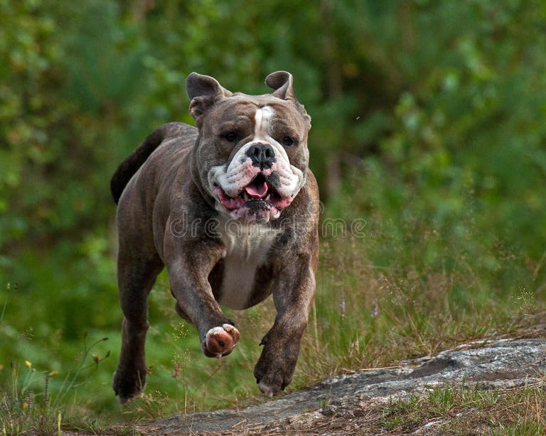 3,377 Old Dog Running Stock Photos - Free & Royalty-Free Stock Photos ...