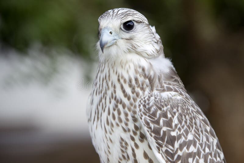 Focused Falcon stock image. Image of desert, eyesight - 23460517