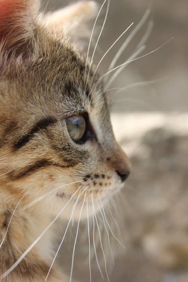 Kitten Focused on Hunting. Cat in Grass Garden Stock Image - Image of ...