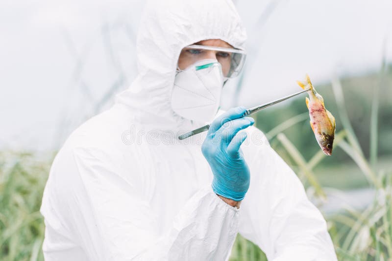 Focused Male Scientist in Protective Suit and Mask Examining Fish Stock ...
