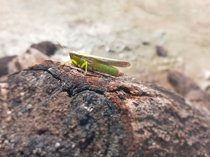 Focused Oxya or Grasshopper on Wooden Surface during the Day Stock ...