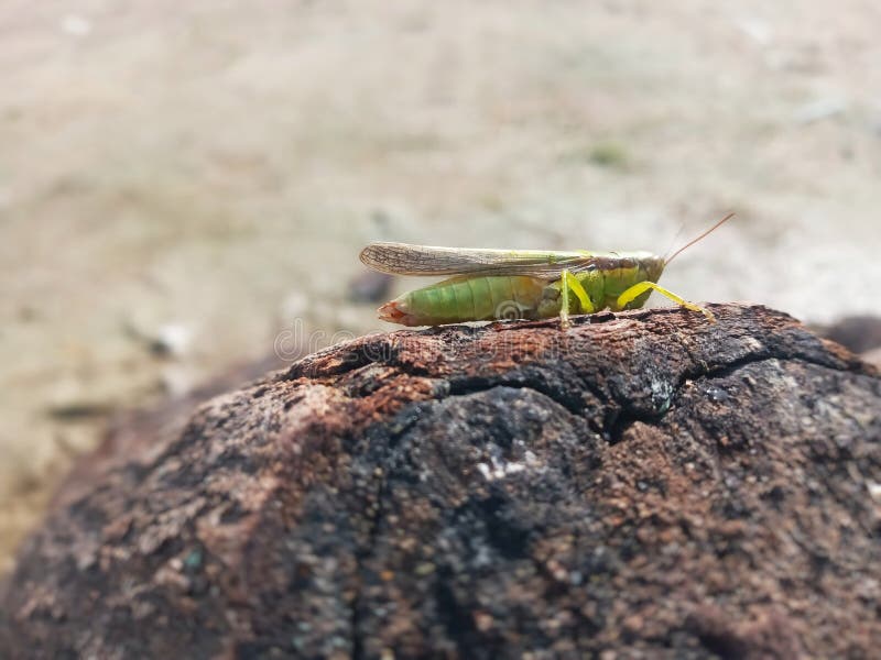 Focused Oxya or Grasshopper on Wooden Surface during the Day Stock ...