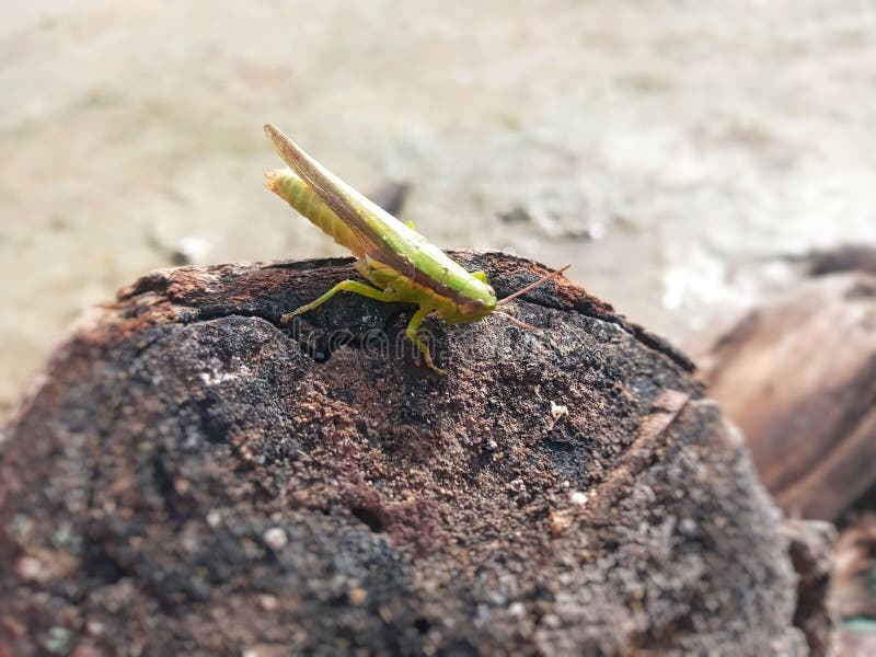 Focused Oxya or Grasshopper on Wooden Surface during the Day Stock ...