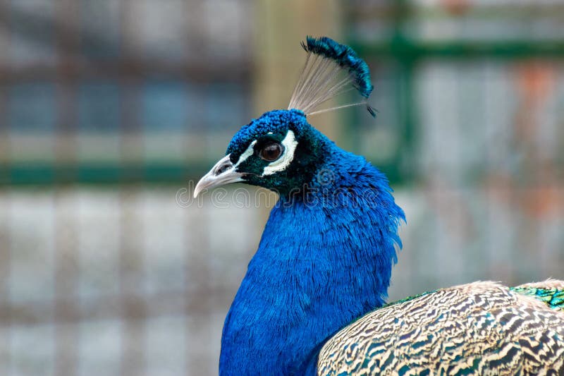 Focused Portrait of a Blue Peacock with Vibrant Colors and Intricate ...