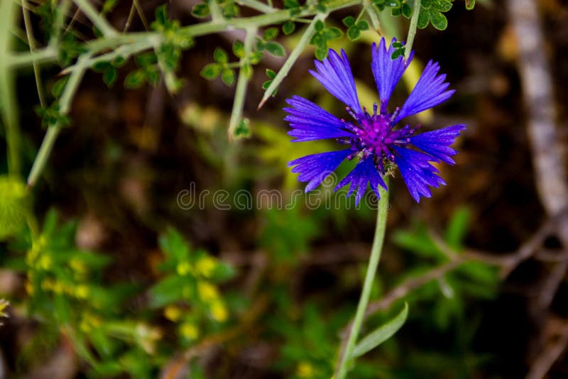 Focused Portrait of Convolvulus Althaeoides Flower in a Full Flower ...