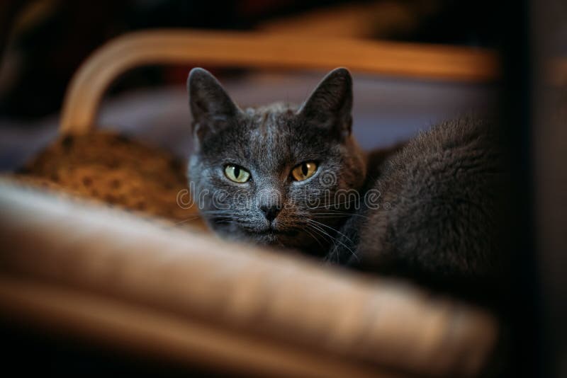 Focused Portrait of a Domestic Cat Stock Image - Image of beautiful ...