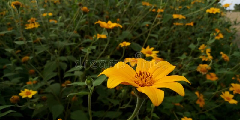 Radiant flower tower stock photo. Image of wuxi, flower - 136951480