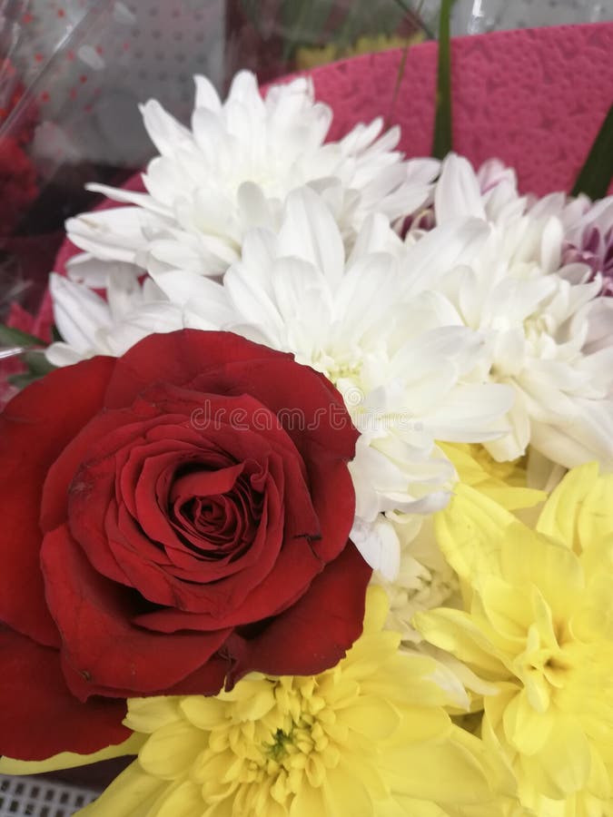 Red Rose stock photo. Image of focused, rose, love, symbol - 119729462