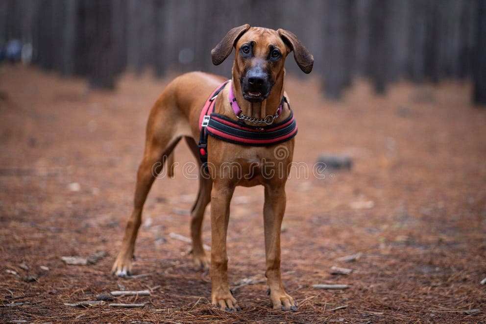 Focused Shot of a Big Rhodesian Ridgeback Stands in a Forest among ...