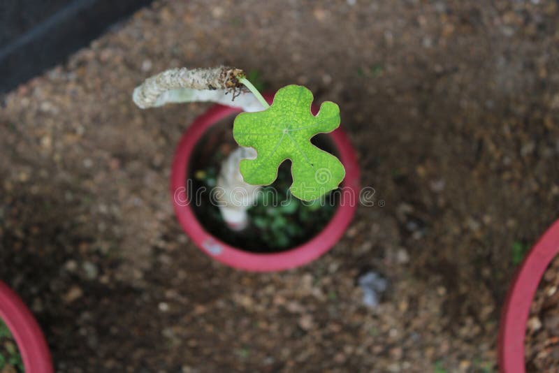 Focused Shot on a Plant, Sharp Shot Stock Photo - Image of focused ...